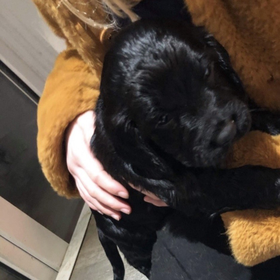 HR Dog 2 | Connect Without Limits