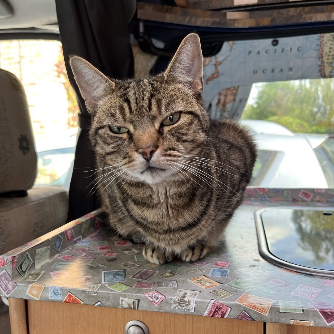 SBr Cat 1 | Connect Without Limits