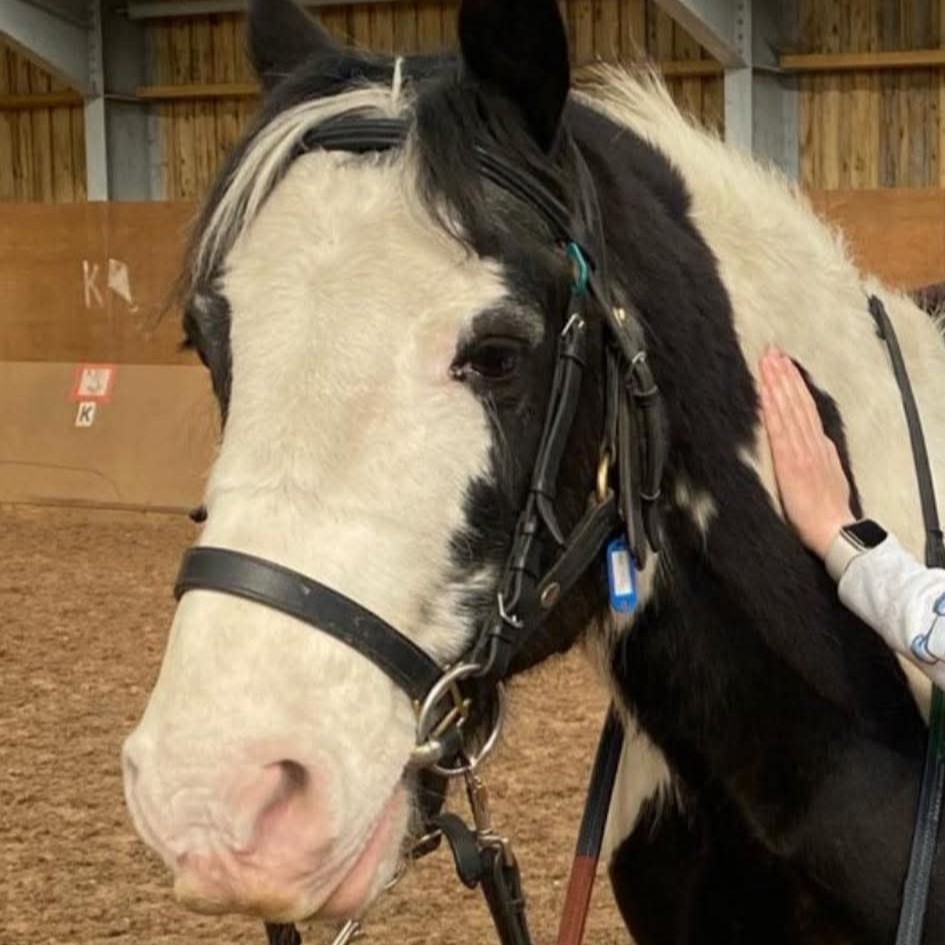 HR Horse | Connect Without Limits